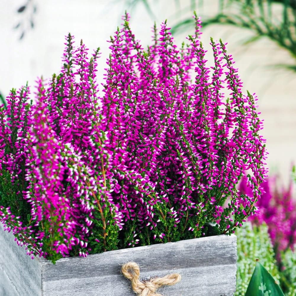 Skimiapl Wrzos Pospolity Lilli Fioletowy Pączkowy Sadz. Xl - Ceny i ...