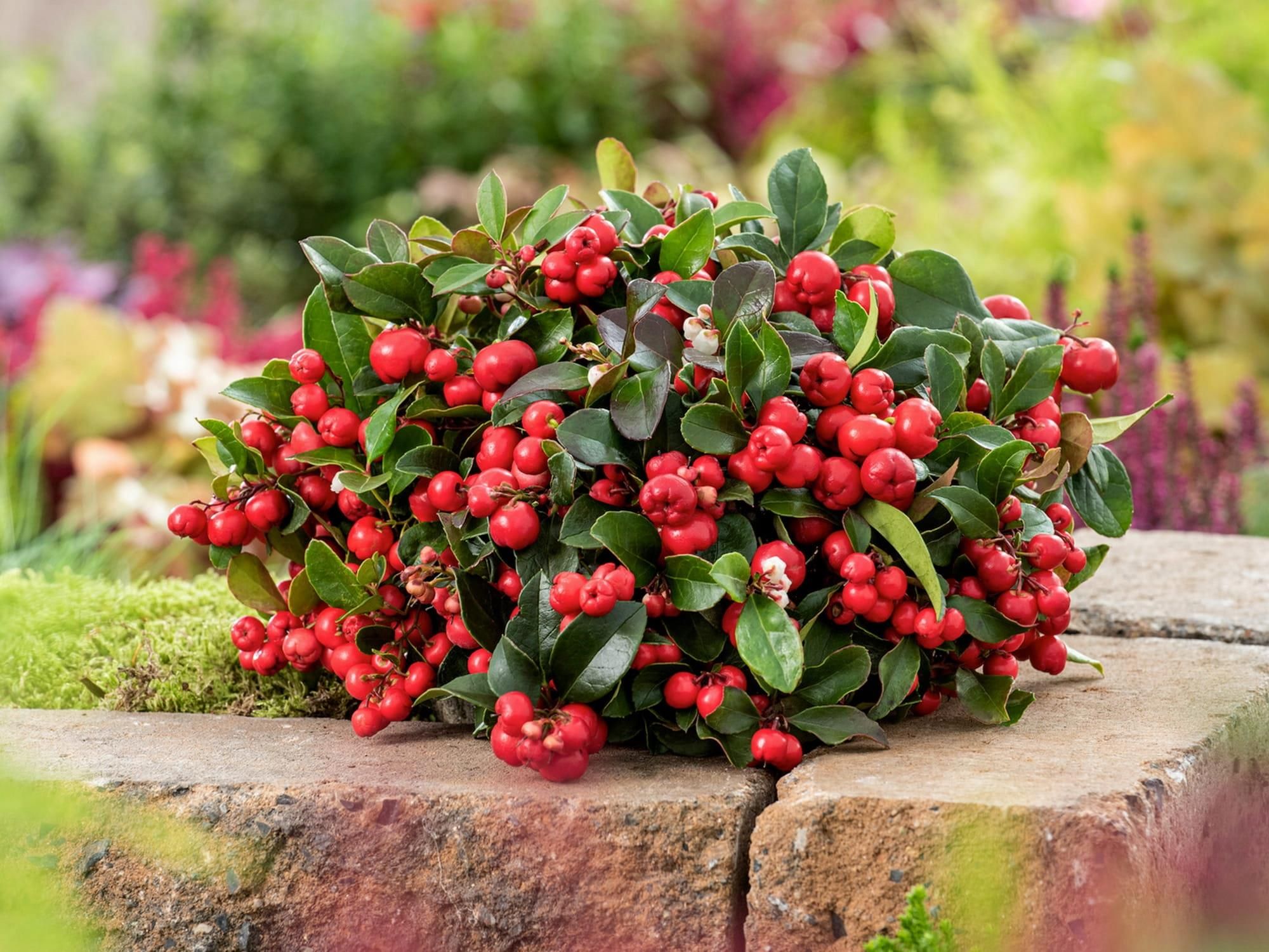 Golteria Winter Pearls Big Berry P9 Czerwone Ozdobne Owoce - Ceny i ...