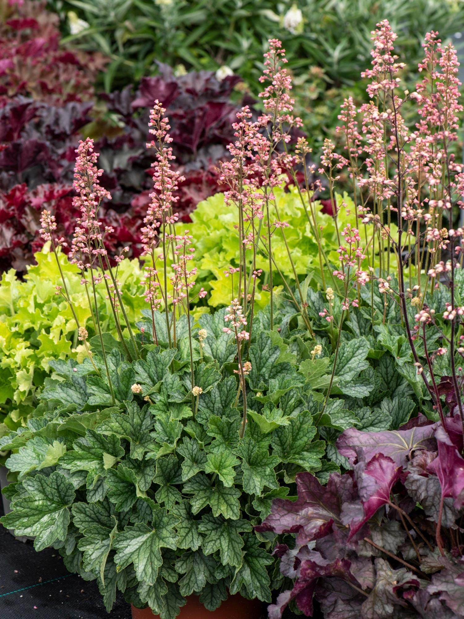 Żurawka Heuchera Rex Peppermint P9 Różowe Kwiaty - Ceny i opinie - Ceneo.pl