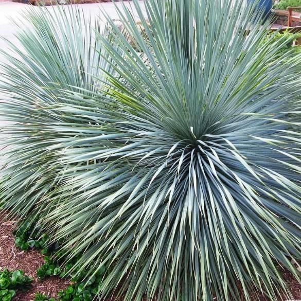 Juka Rostata Sapphire Skies Yucca Rostrata Sadzonka C1 - Ceny i opinie ...