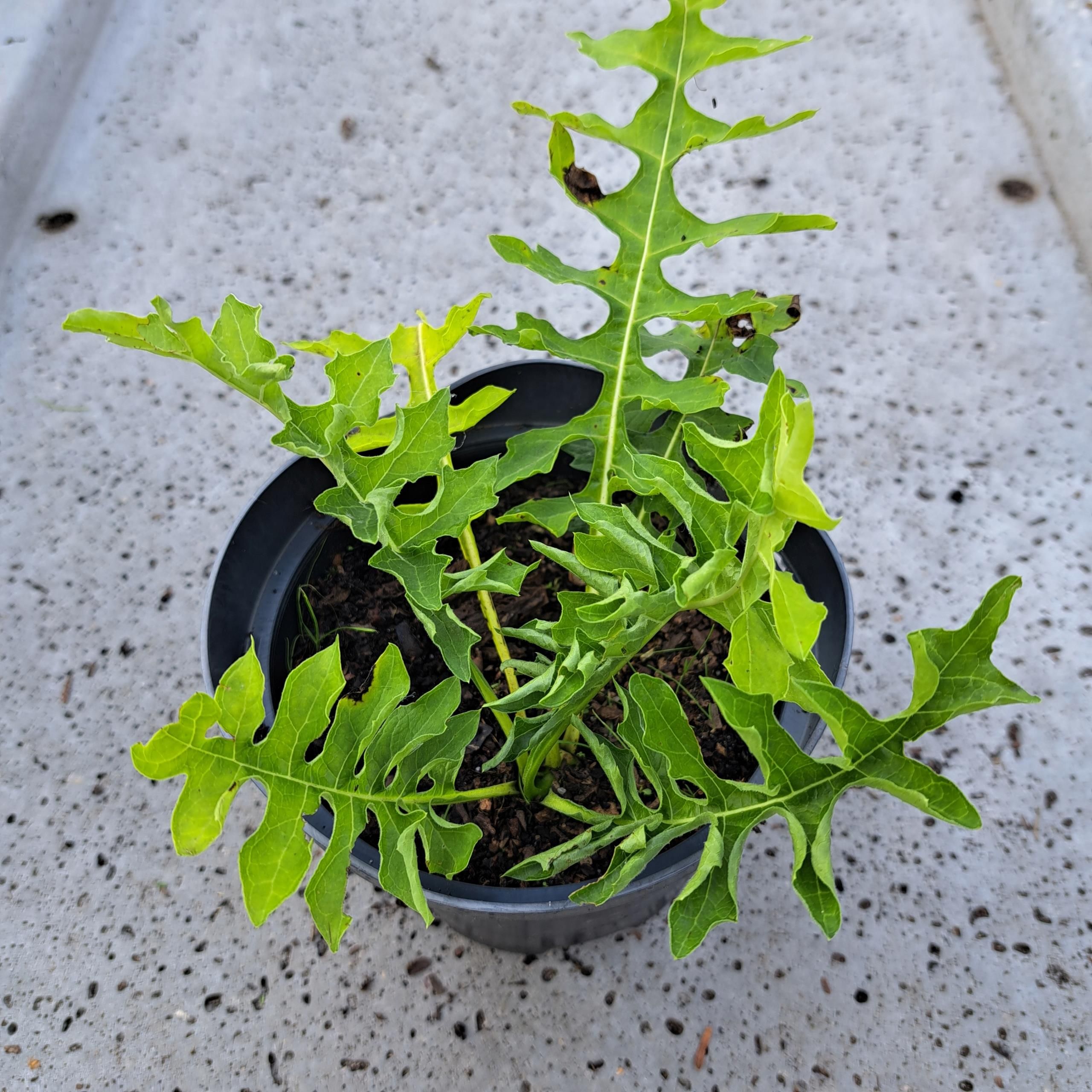 Gospodarstwo Ogrodnicze Piotr Stolarzewicz Akant Długolistny Różowy ...