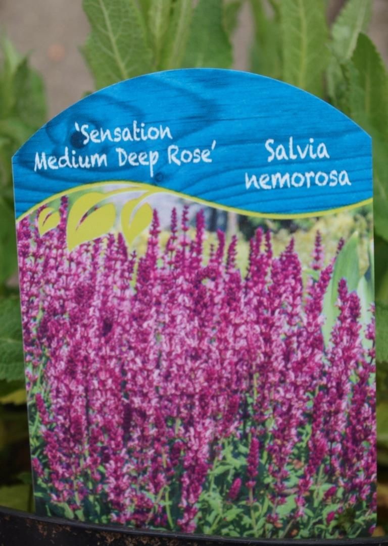 Szałwia Omszona Medium Deep Rose Różowa - Ceny i opinie - Ceneo.pl