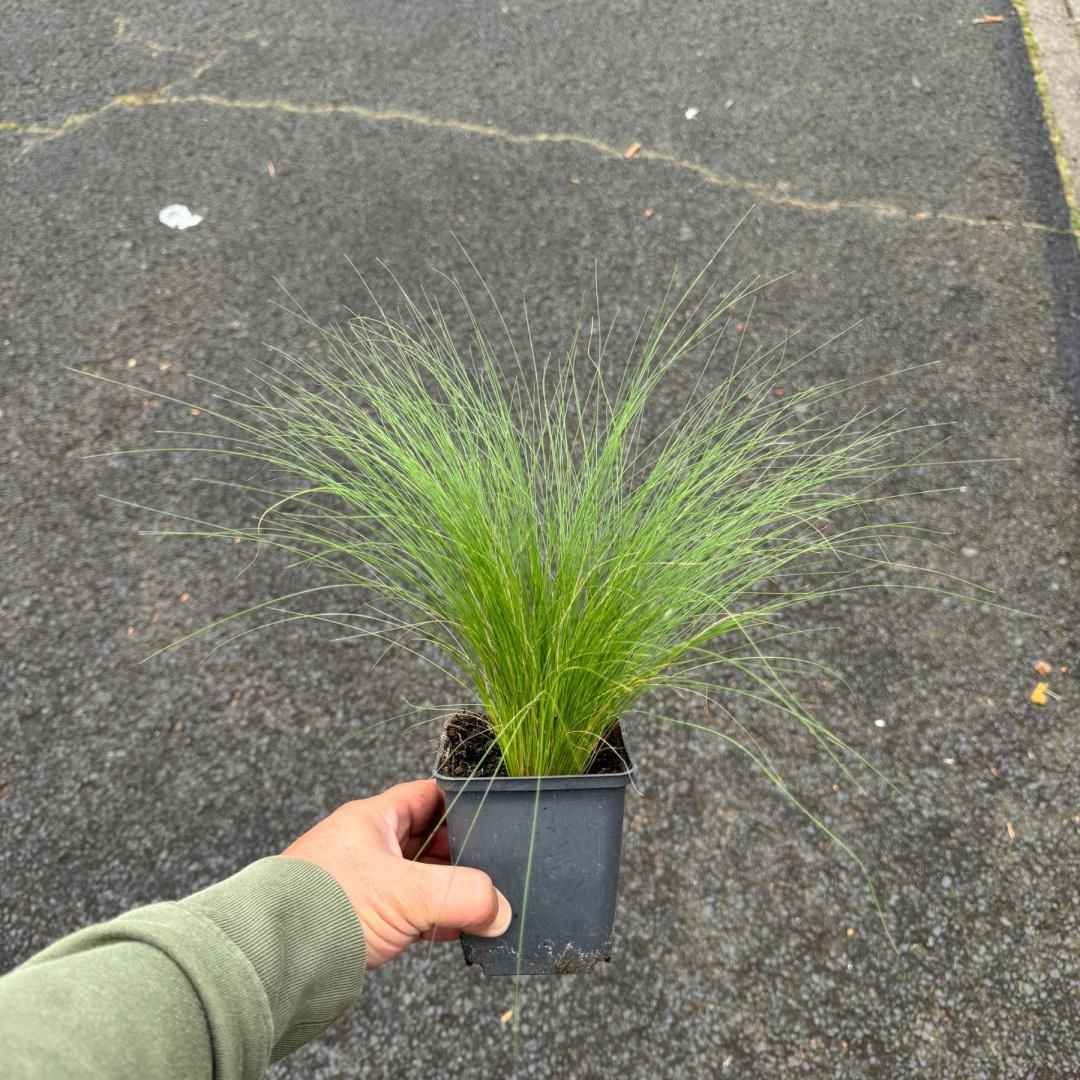 Szkółka Drzew I Krzewów Sprzedajemyrosliny Stipa Pony Tails P9 Koński ...