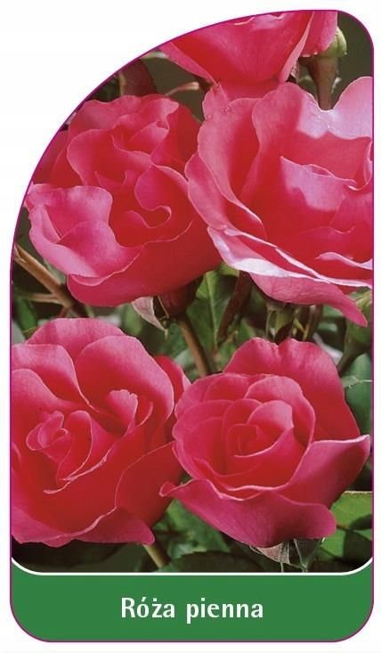 Róża Pienna 70 Etykiety Szkółkarskie 50szt. - Ceny i opinie - Ceneo.pl