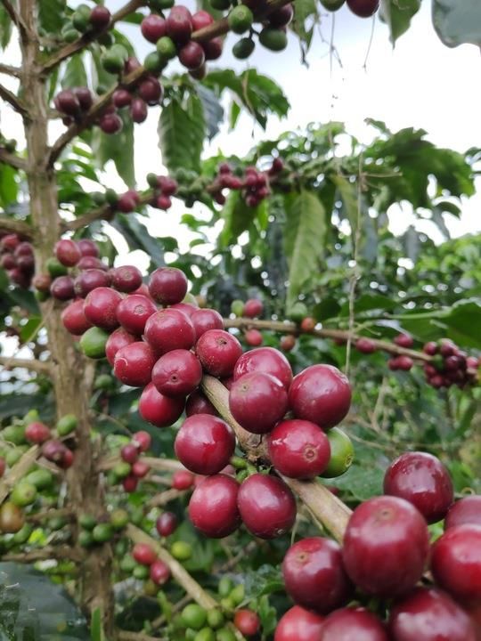 Kawa Inna Palarnia Kawy Fresca Ziarnista 1kg Crema Blend Brazylia Świeżo Palona Do Ekspresu ...