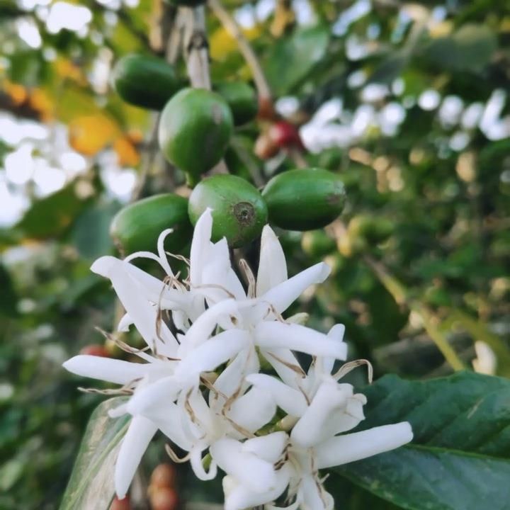 Kawa Inna Palarnia Kawy Fresca Ziarnista 1kg Crema Blend Brazylia Świeżo Palona Do Ekspresu ...