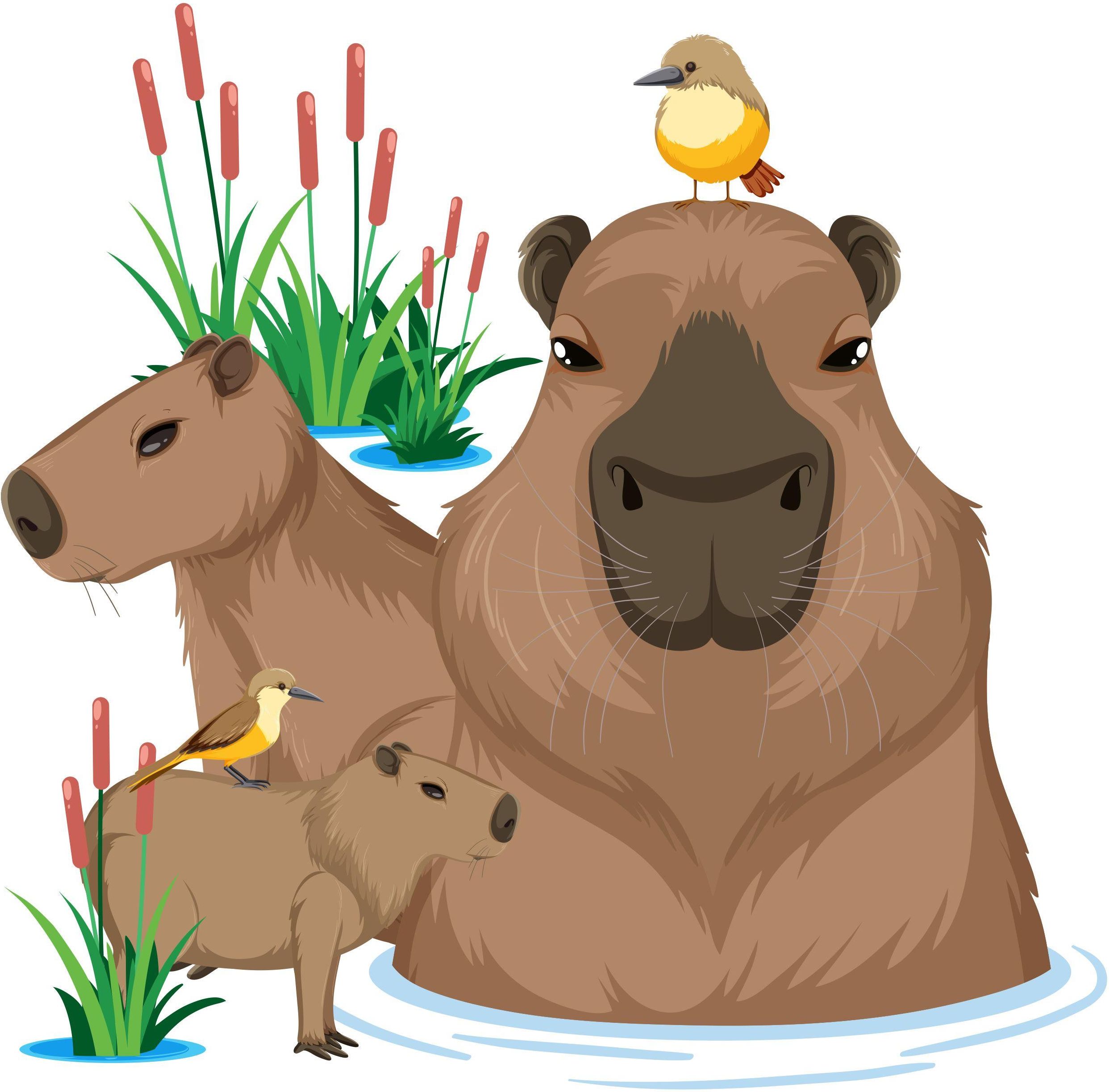 Centrumnaklejek 2M Studio Kapibary 4 Zestaw Naklejek Ściennych - Opinie ...