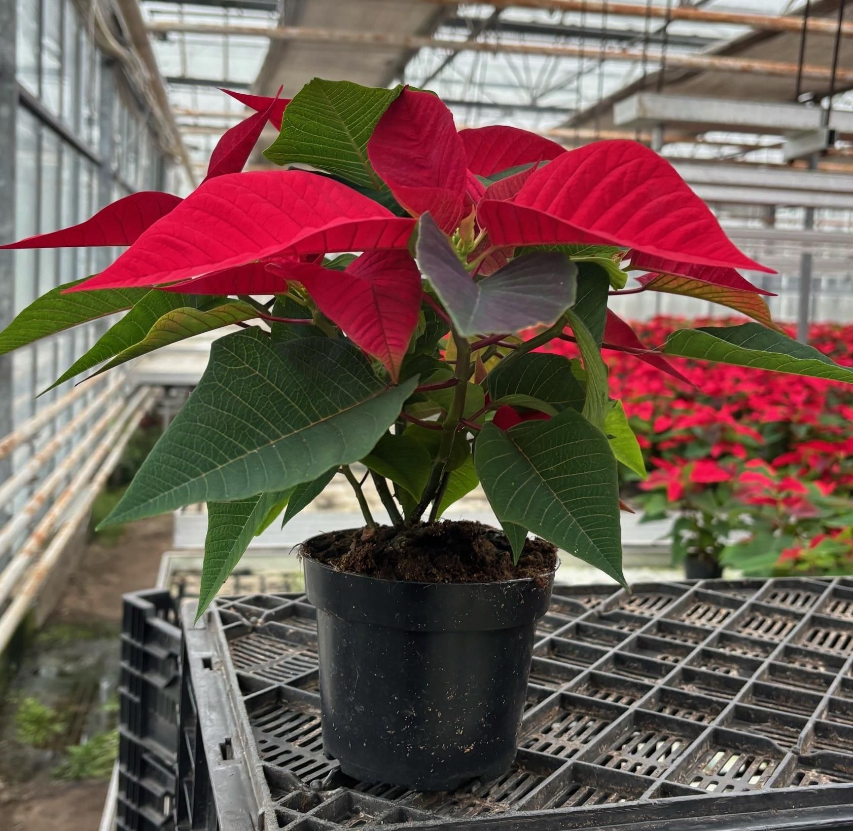 Żywa Gwiazda Betlejemska W Doniczce Produkt Polski Kwiat Na Stół ...