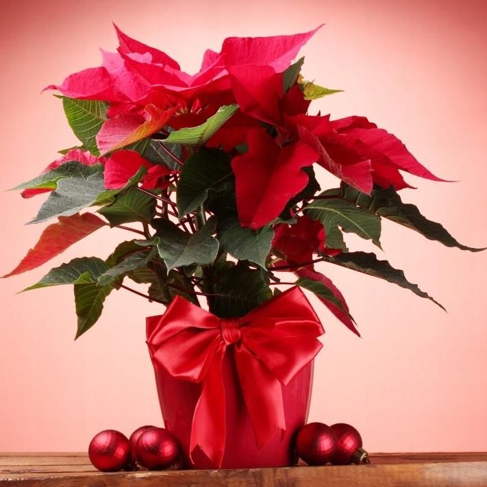 Żywa Gwiazda Betlejemska W Doniczce Produkt Polski Kwiat Na Stół ...