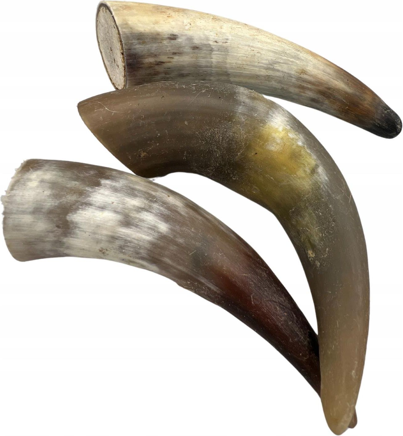 Karma Animal Food Naturalne Gryzaki Dla Psa Suszone Rogi Wołowe Premium ...