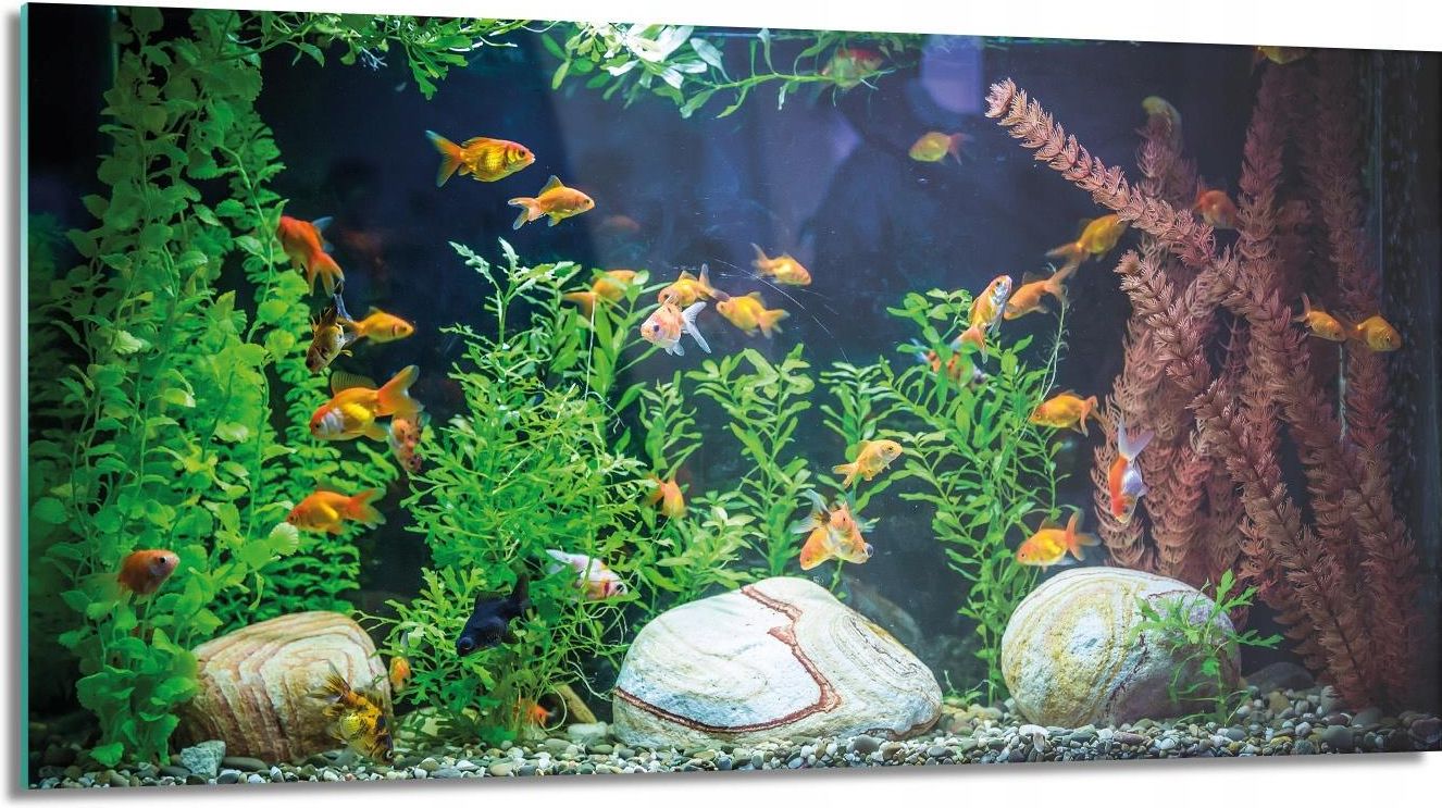 Artprintcave Panel Kuchenny Ścienny Ryby Akwarium 100x50 Z Foto ...