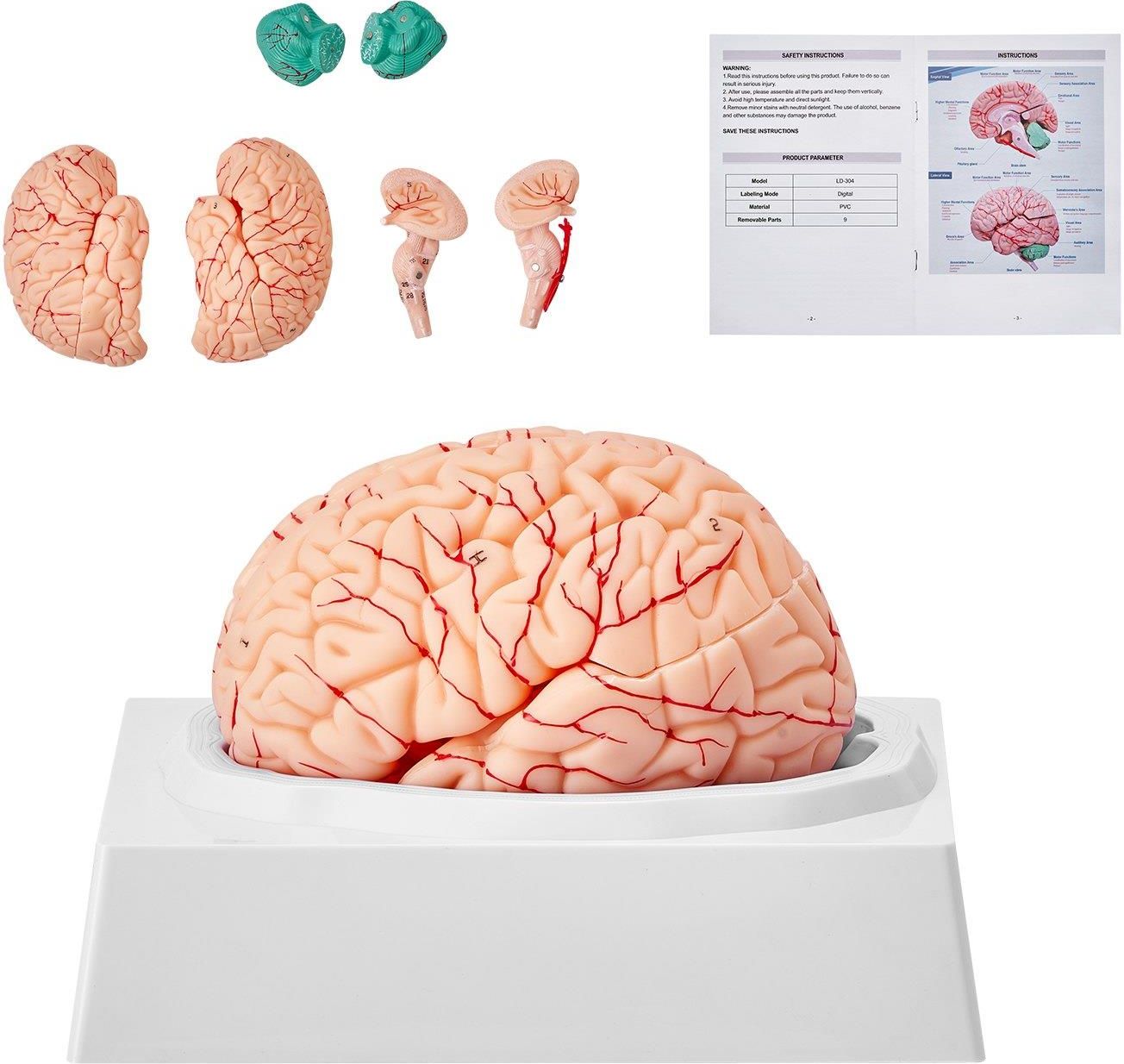 Vevor Model Anatomiczny Mózgu 9 Części - ceny i opinie - Ceneo.pl