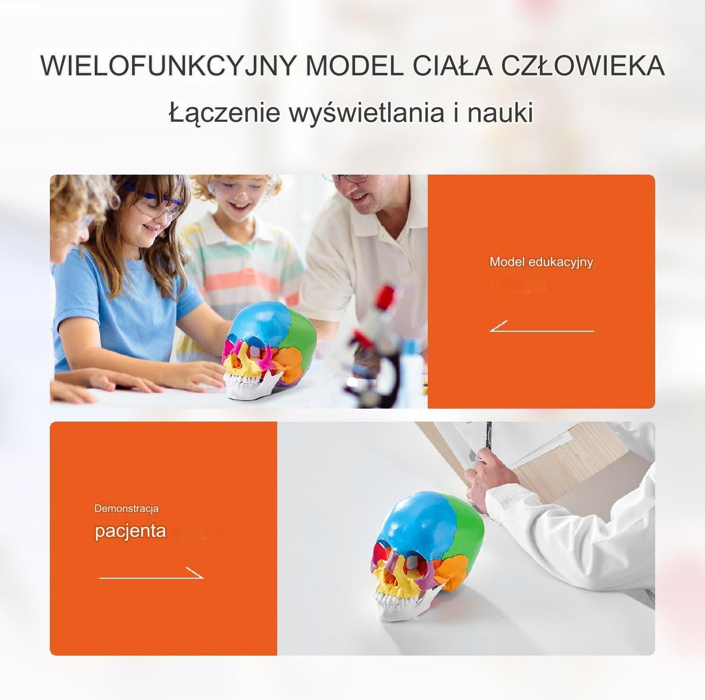 Vevor Model Anatomiczny Czaszka 22 Części - ceny i opinie - Ceneo.pl