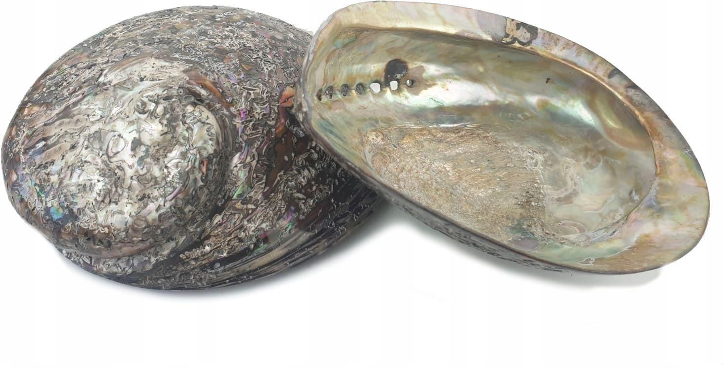 Muszla bardzo duża Abalone polerowana Muszle Paua 18 cm - Ceny i opinie ...