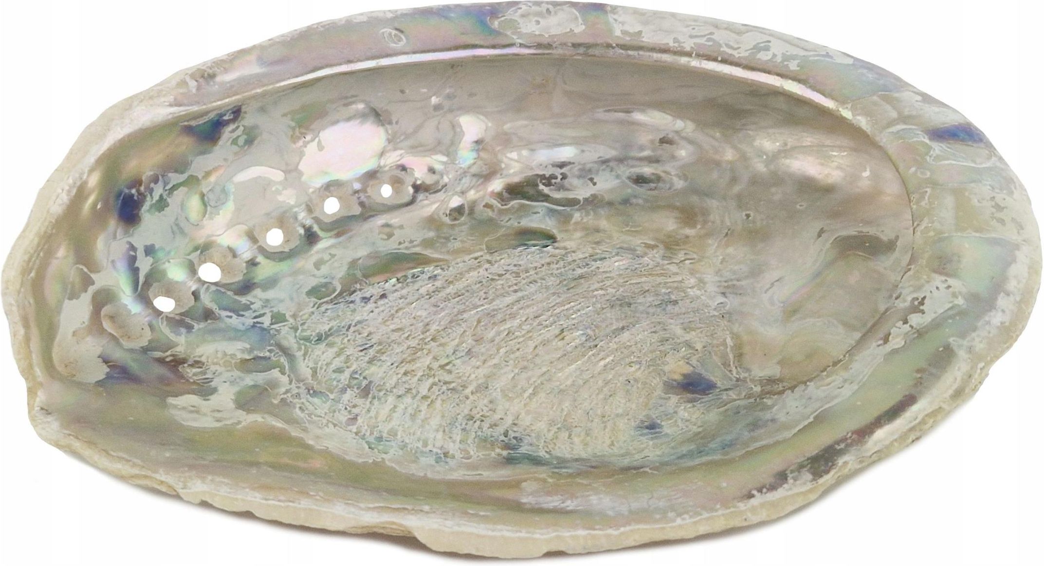 Piękna Muszla Muszle Morskie Abalone paua 10-11 cm przecena - Ceny i ...