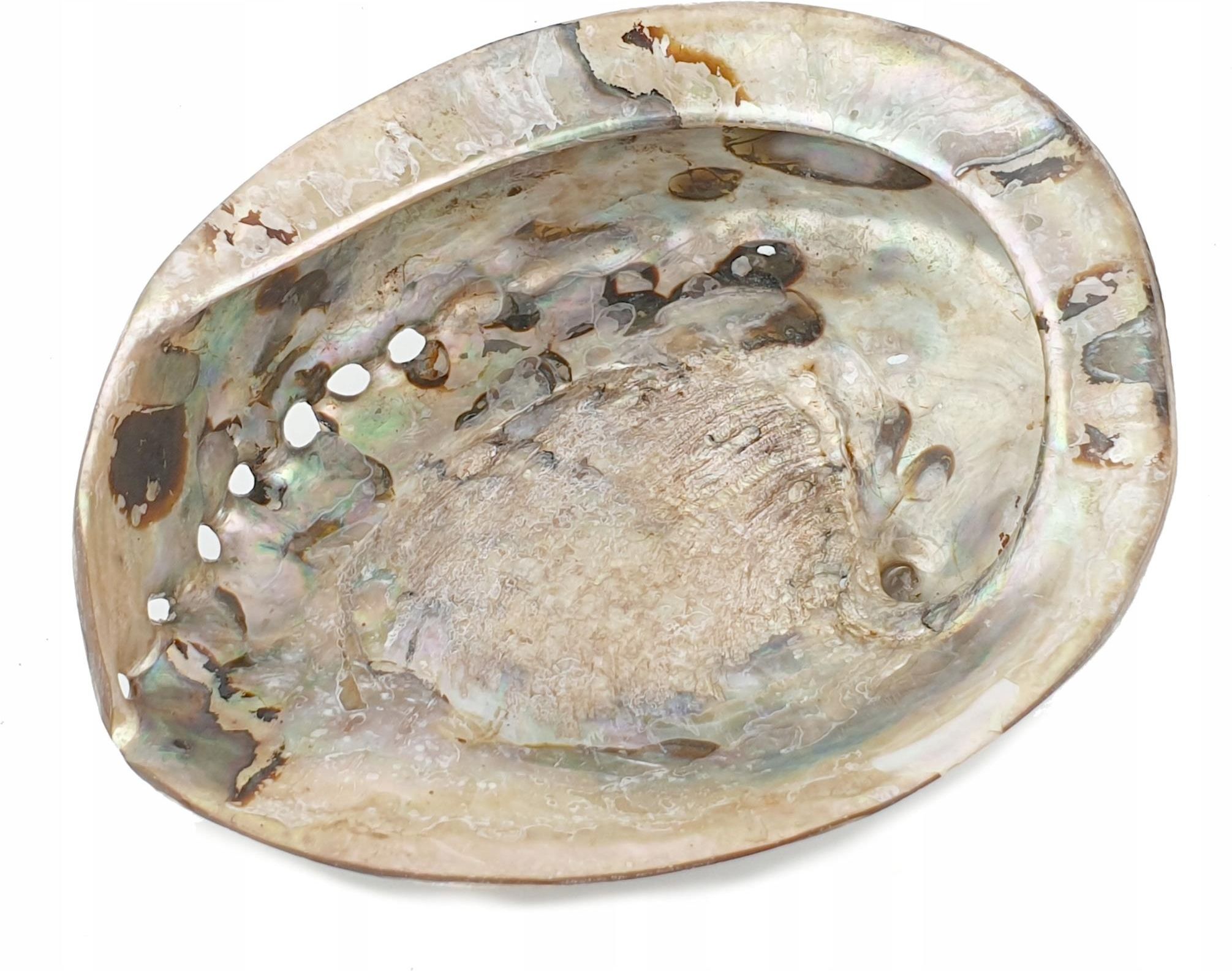 Abalone piękna Muszla polerowana perłowa Muszle Paua 13,5 cm - Ceny i ...
