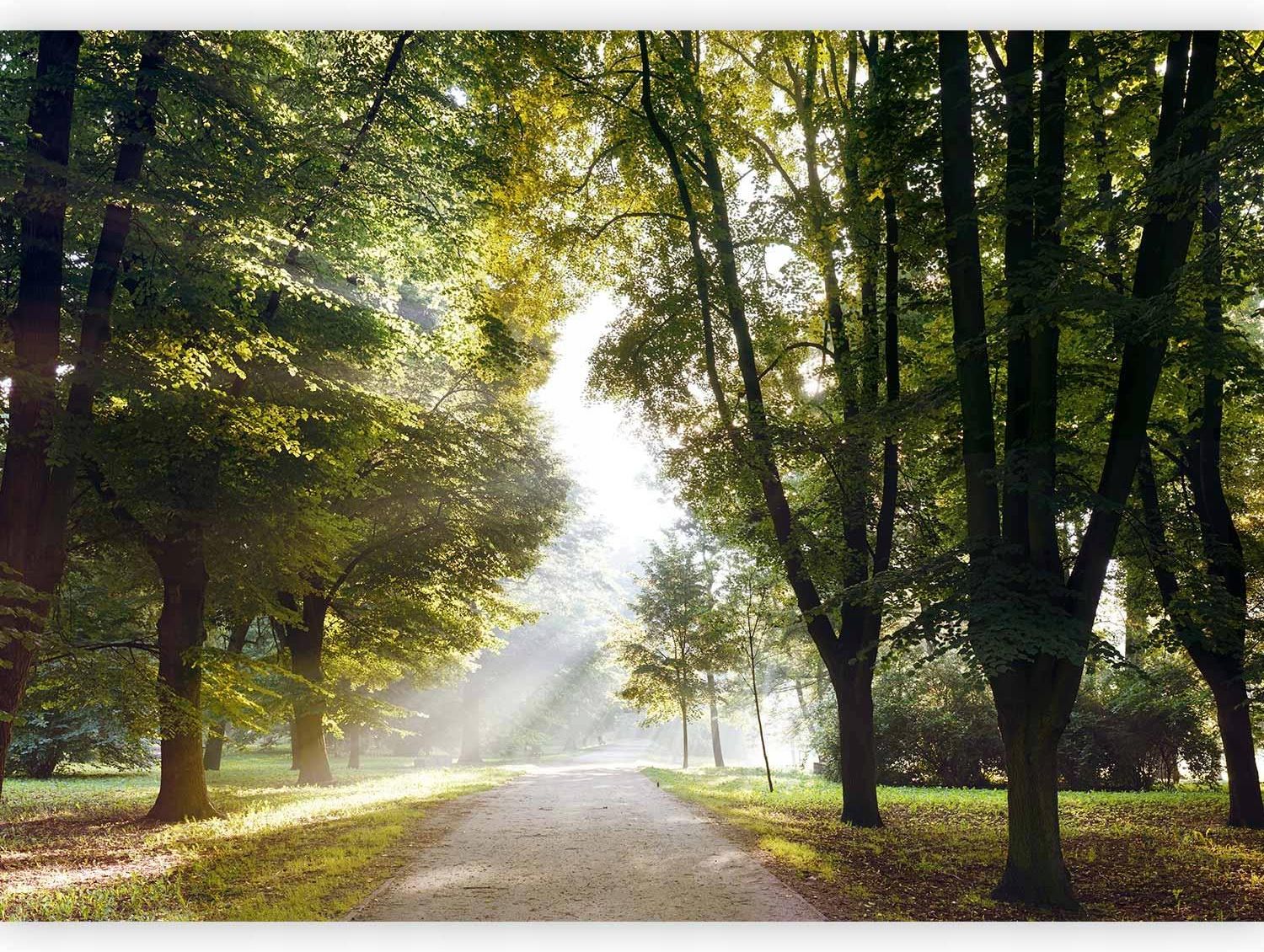 Fototapeta 3D Las Drzewa Natura Park Droga Pejzaż Korytarz Tapeta ...