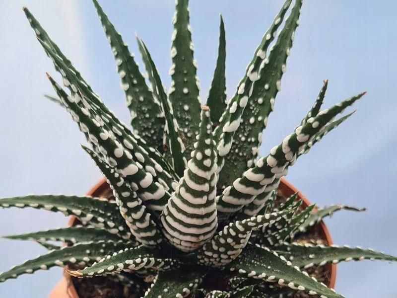 Haworthia Big Band roślina do terrarium 1775542368 - Ceny i opinie ...