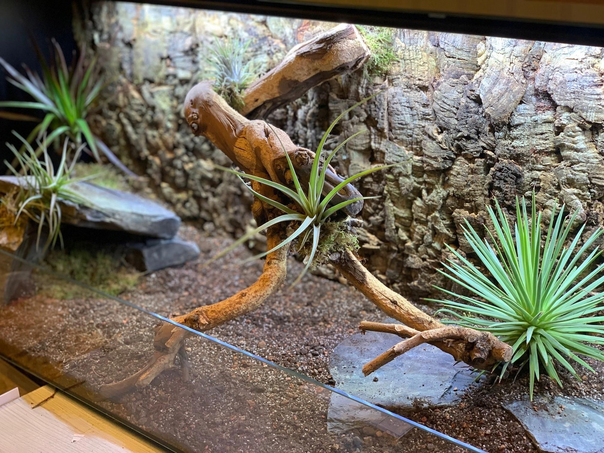 Haworthia Big Band roślina do terrarium 1775542368 - Ceny i opinie ...
