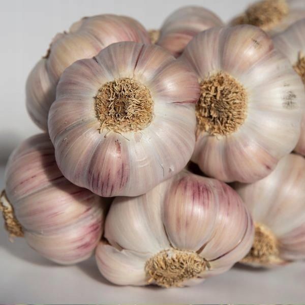 Benex Czosnek Polski Lubasza 500g Ozimy Bardzo Duży Kaliber Ogromne ...