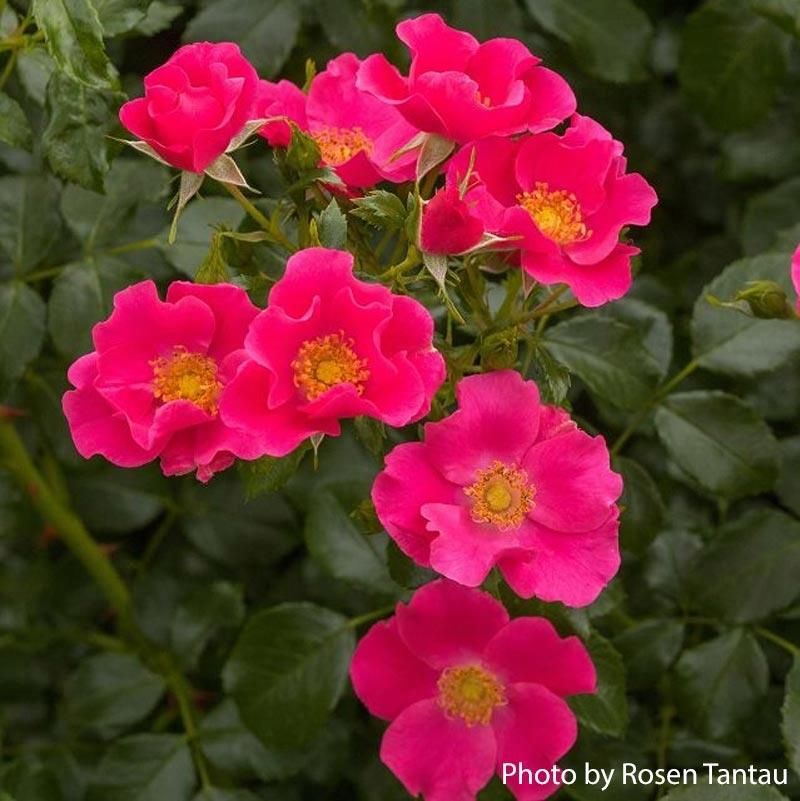 Szkółka Roślin Ozdobnych A.R. Koblańscy Róża Okrywowa Stadt Rom Adr ...