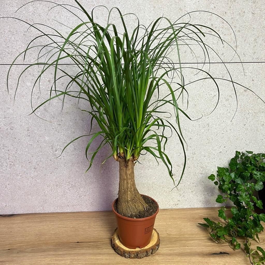 Nolina Beaukarnea Wygięta Noga Słonia - Ceny i opinie - Ceneo.pl