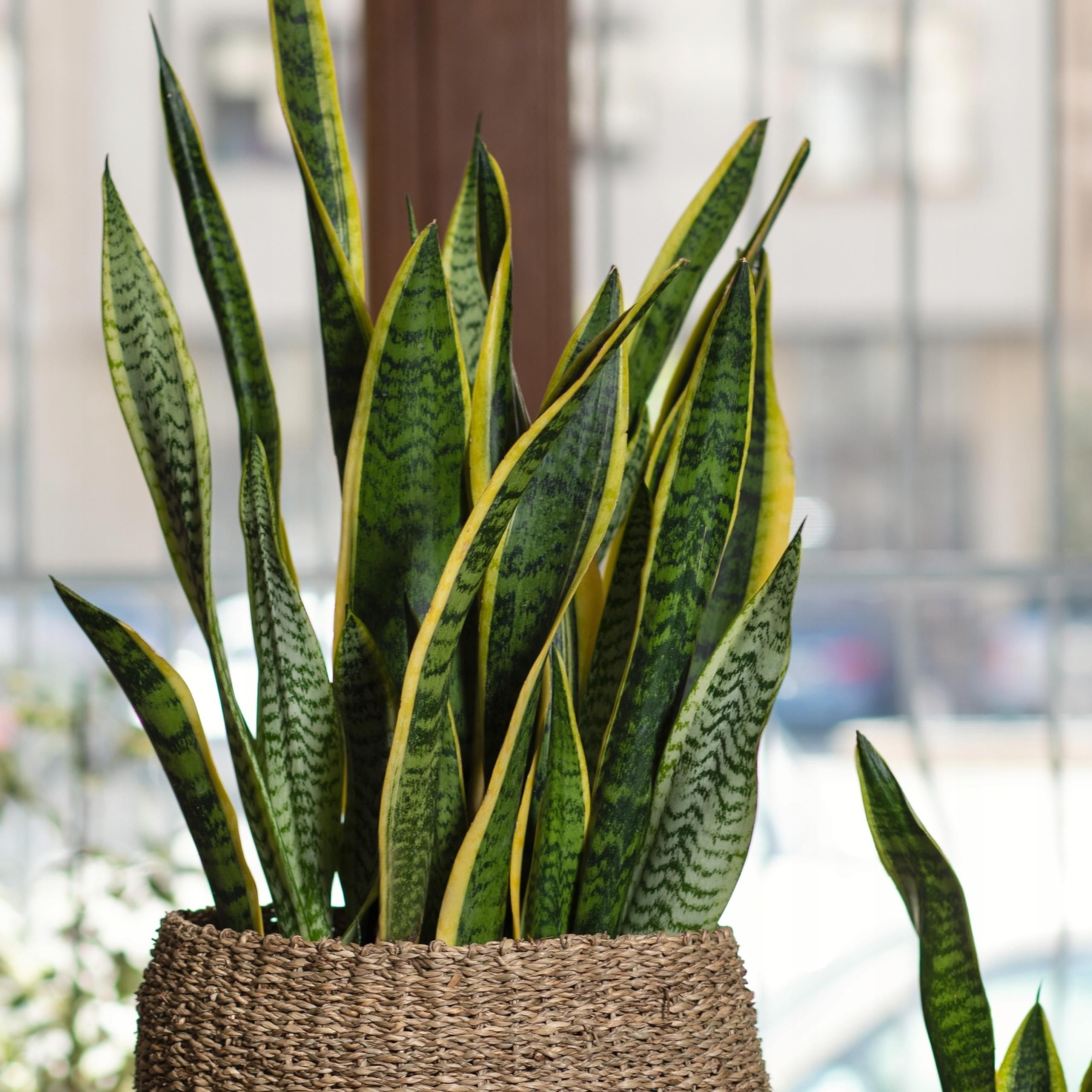 Sansevieria Laurentii Klasyczna Wysoka Odmiana Sansewieria Rozmiar Xl ...