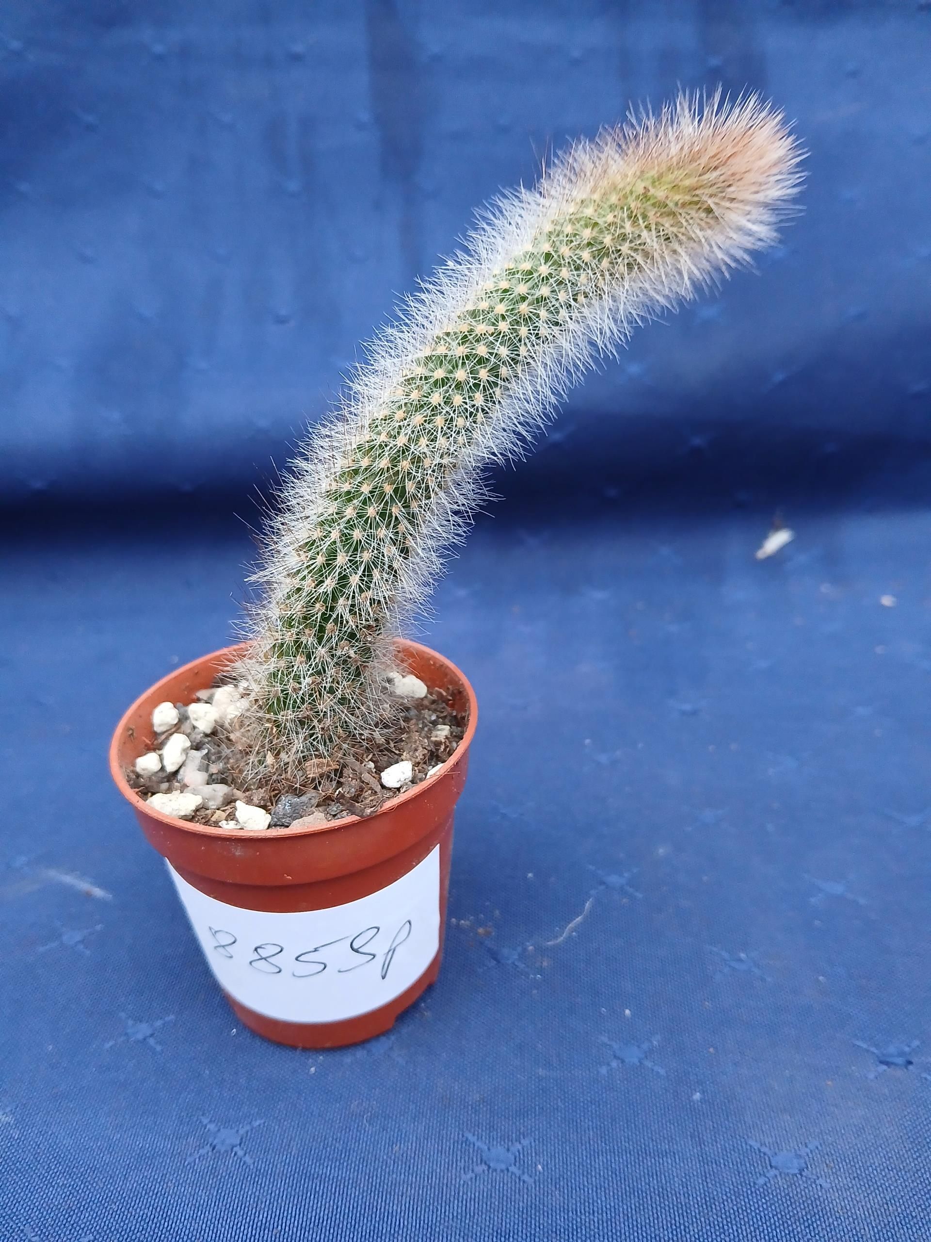 Hildewintera Colademononis Polonica 8859P Pc2506B - Ceny i opinie ...