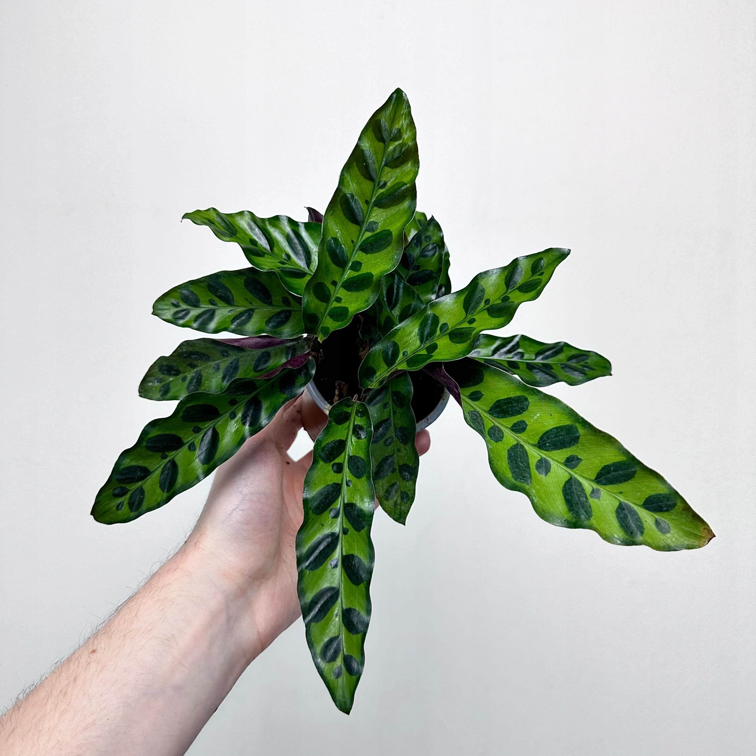 Replin Gospodarstwo Ogrodnicze Calathea Lancifolia Kalatea ...
