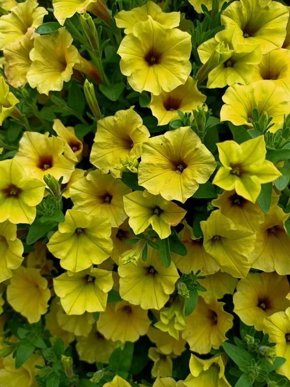 Supertunia Mini Vista Yellow 6 Sadzonek - Ceny i opinie - Ceneo.pl