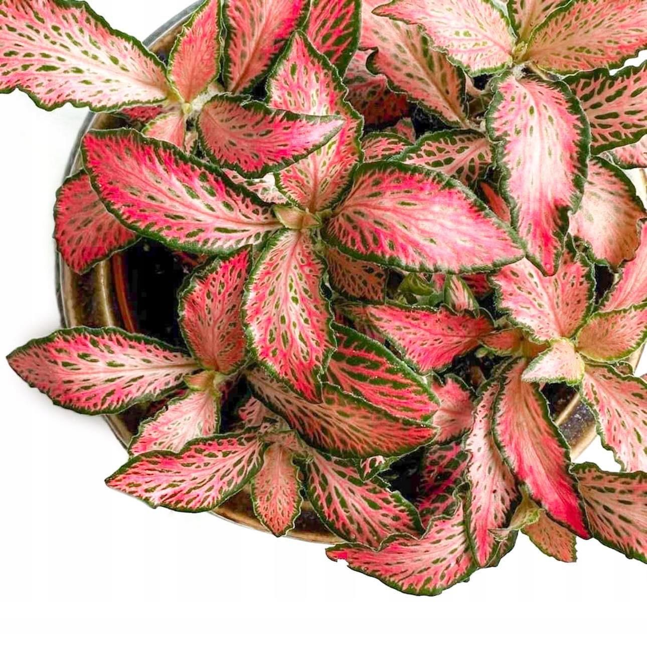 Fittonia Pink Forest Flame Fitonia Las W Słoiku - Ceny i opinie - Ceneo.pl