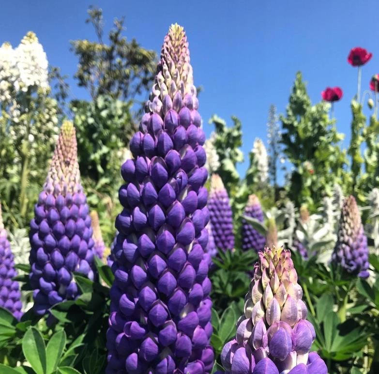 Szkółka Drzewa I Krzewy Ozdobne Łubin Lupinus Niebieski Persian Slipper ...