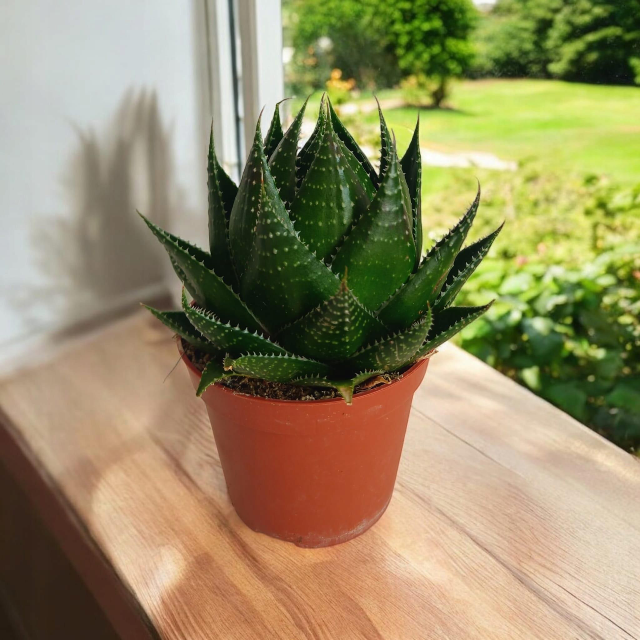 Aloes Cosmo Aloe Aristata Green Pearl Trójkątny Białopierzasty Perłowy ...