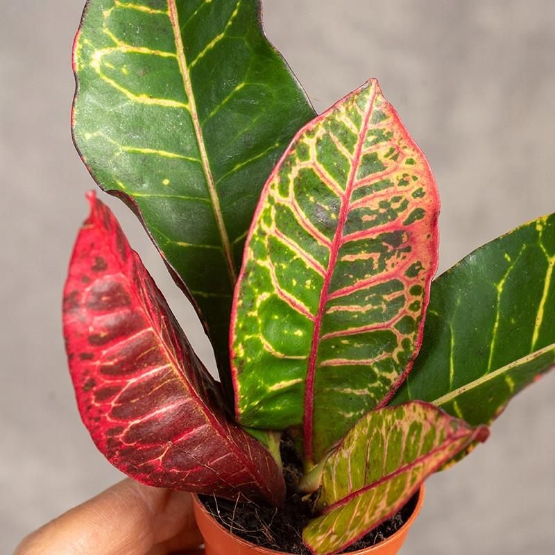 Kroton Petra Mini - Ceny i opinie - Ceneo.pl