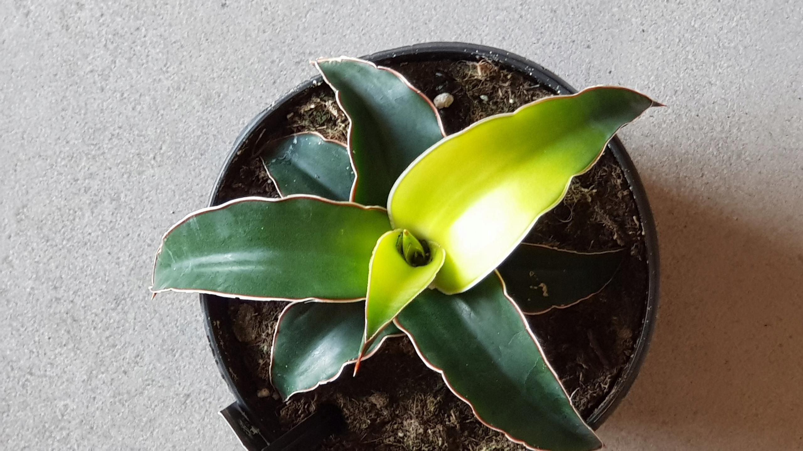 Sansevieria Star Canary Sansewieria - Ceny i opinie - Ceneo.pl