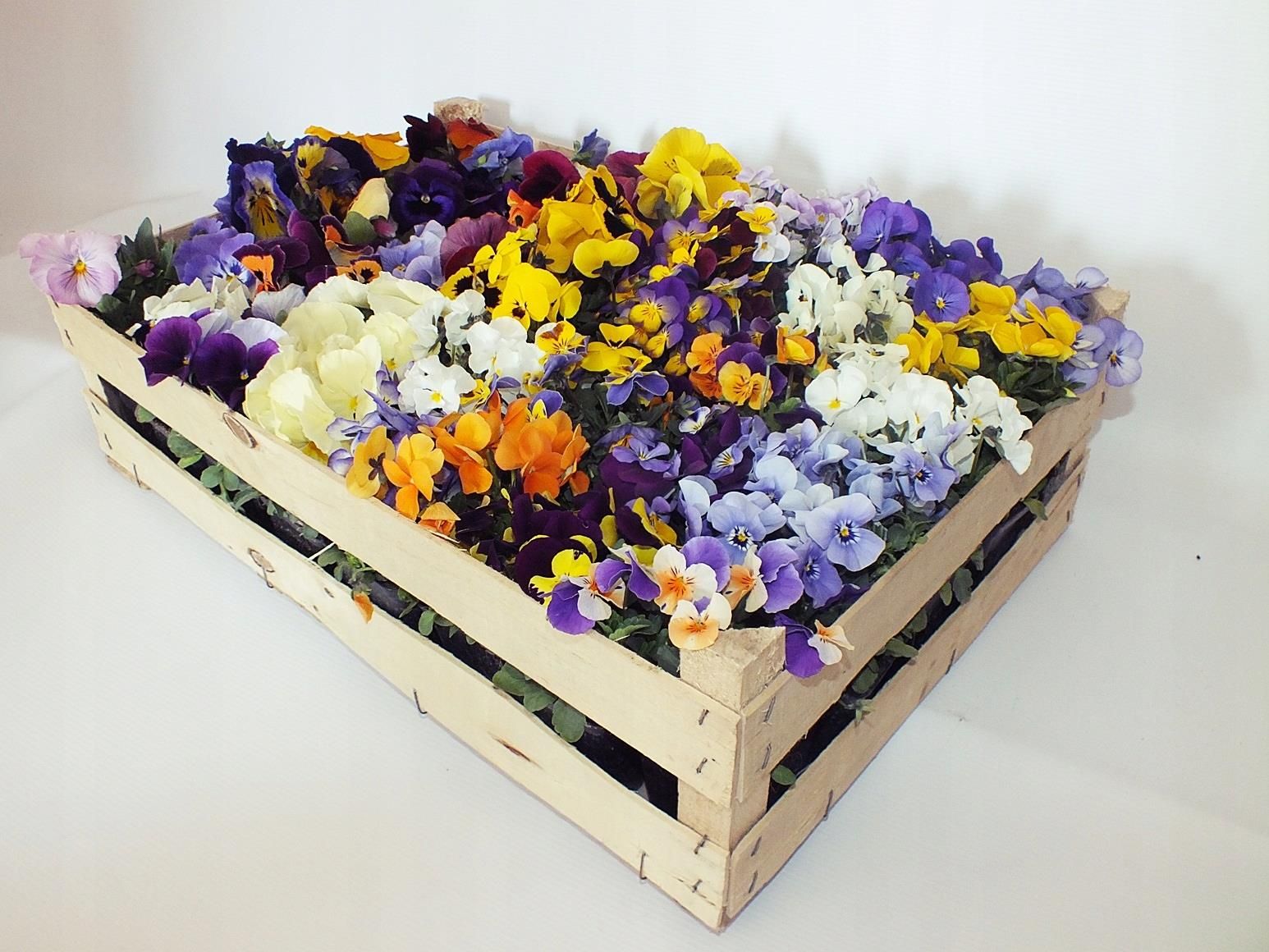 Flower Farm Bratki Bratek Drobnokwiatowy Mix 24szt. - Ceny i opinie ...