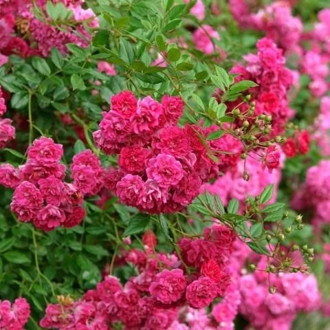 Rosa Excelsa Róża Pnąca Różowa Sadzonka - Ceny i opinie - Ceneo.pl