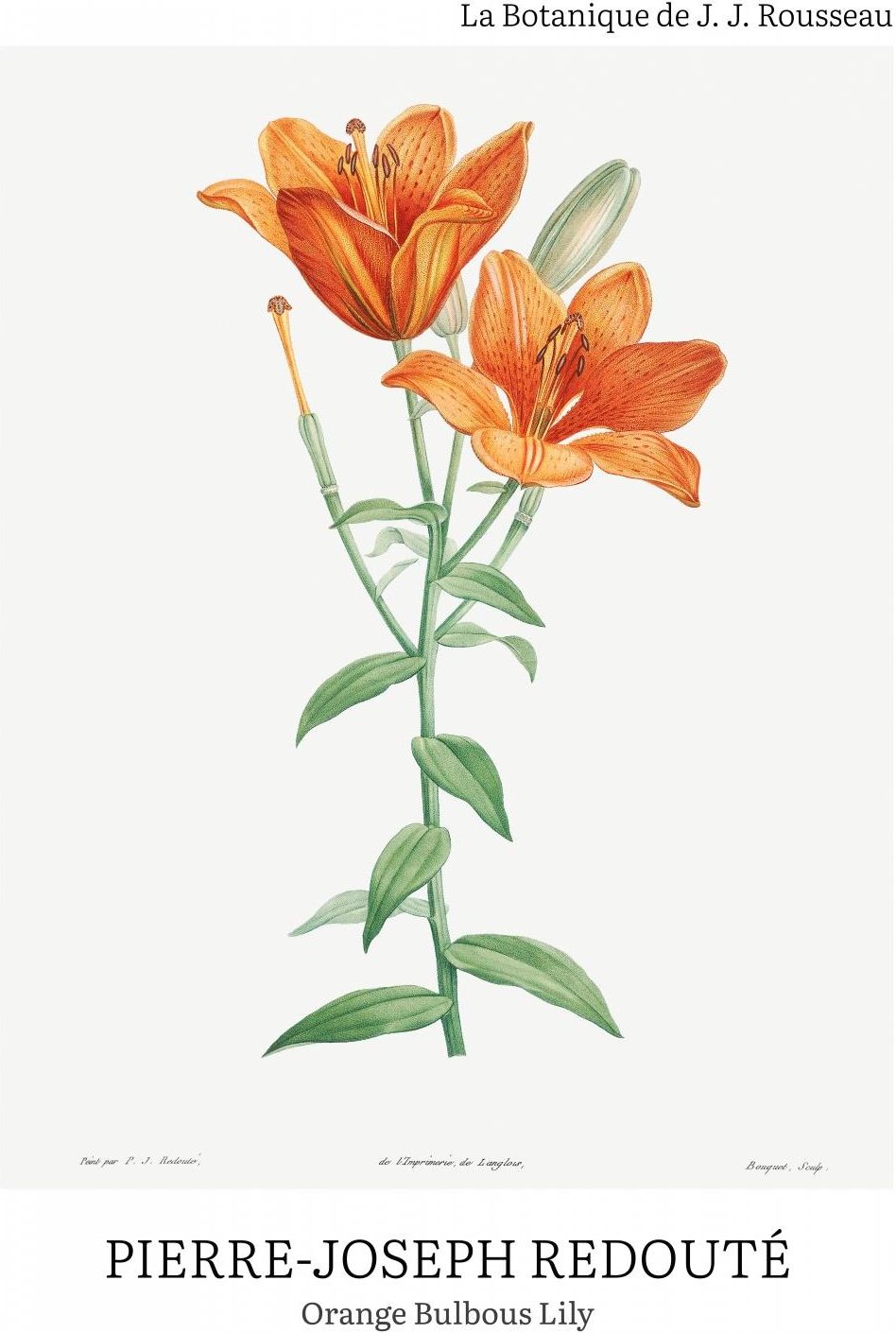 Plakat 20x30cm Design Bulbous Lily, Redoute Vintage do Salonu - Opinie ...