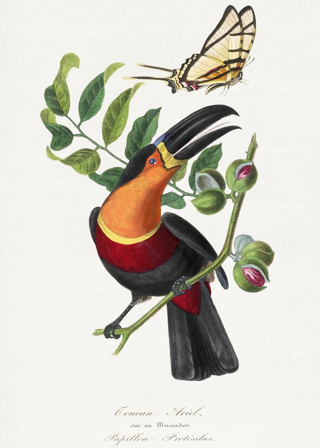 Plakat 50x70cm Tukan, Paul Gervais Vintage do Salonu - Opinie i ...