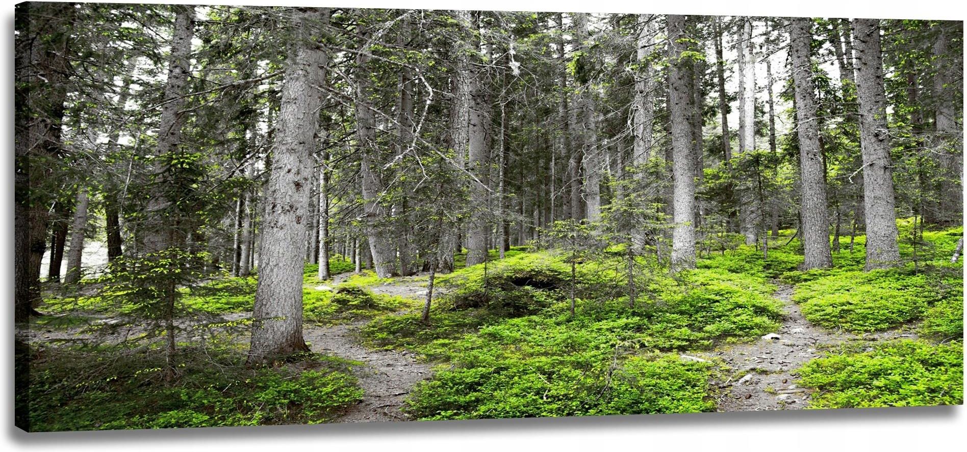 Obraz Szary Las Panorama 150x60 Obrazy Na Płótnie 1783834458 - Opinie i ...