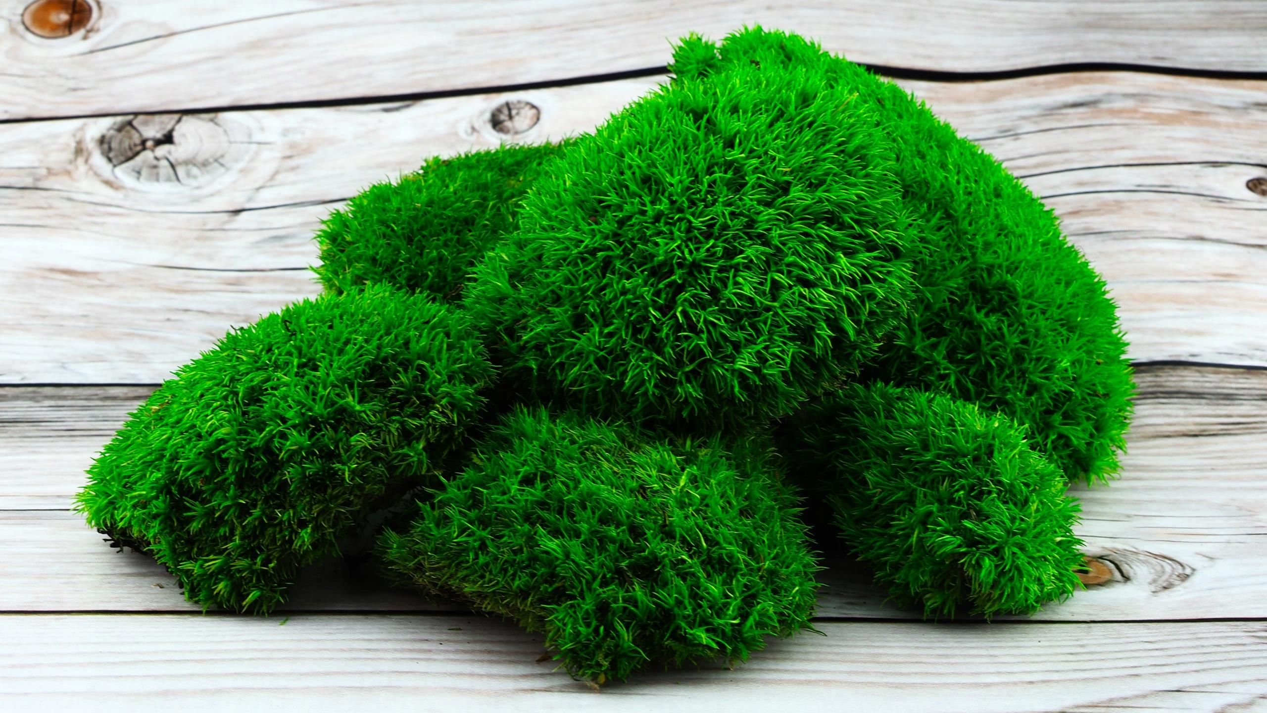 Mech poduszkowy 11 15cm Obraz Z Mchu Las W Słoiku 1784452612 - Opinie i ...