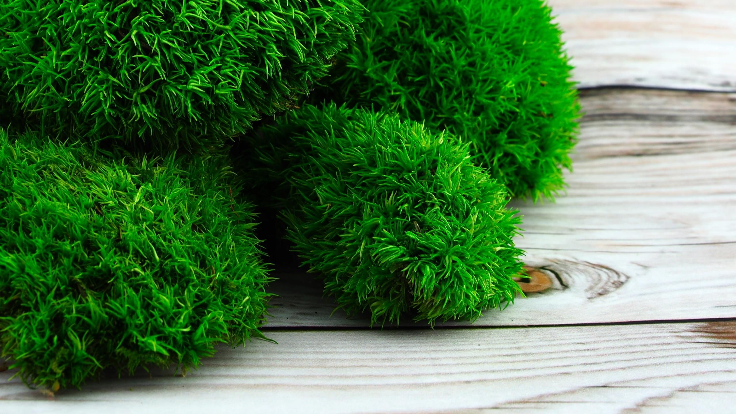 Mech poduszkowy 11 15cm Obraz Z Mchu Las W Słoiku 1784452612 - Opinie i ...