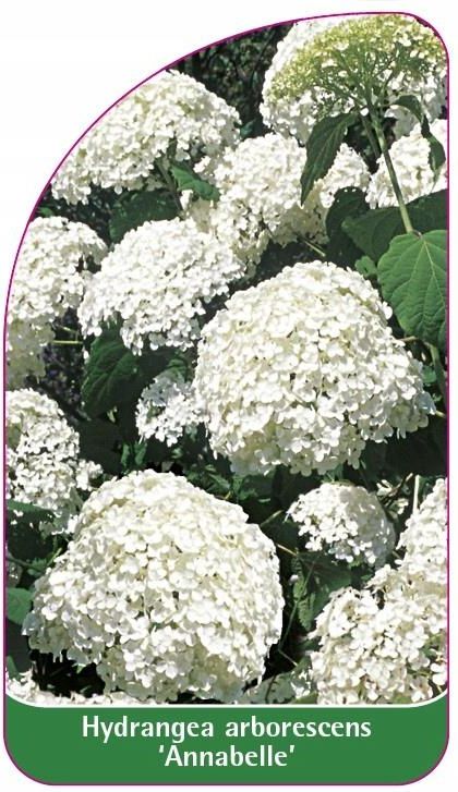Becker Hydrangea Arborescens Annabelle Etykiety Szkółkarskie Zi016000 ...