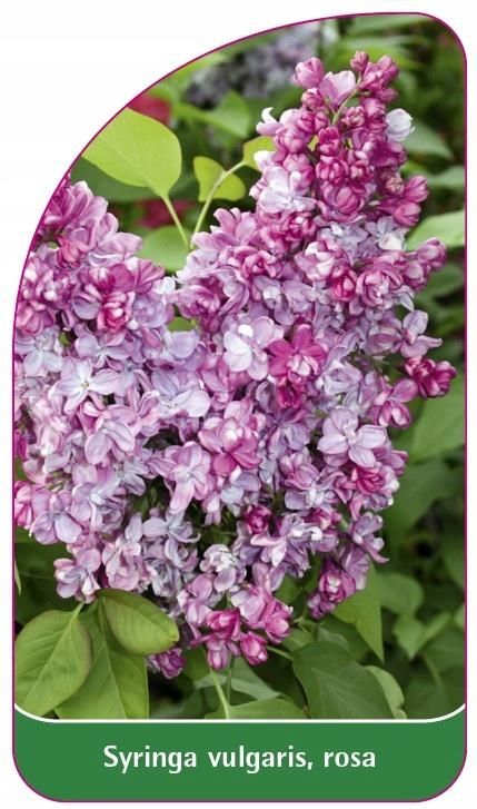 Becker Syringa Vulgaris Rosa Etykiety Szkółkarskie Zi056700 - Ceny i ...