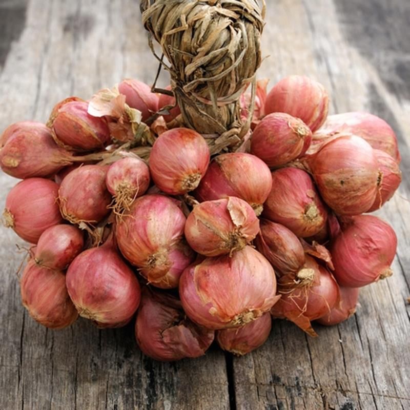 J. Zalewski Cebula Dymka Szalotka Do Sadzenia 'Red Sun' 0,5kg - Ceny i ...