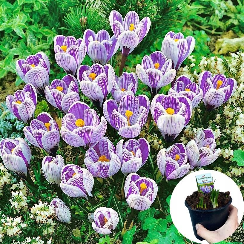 Skimiapl Krokus Dwukolorowy 7 Cebul Posadzone W Donicy P12 Ok 0,7Litra ...