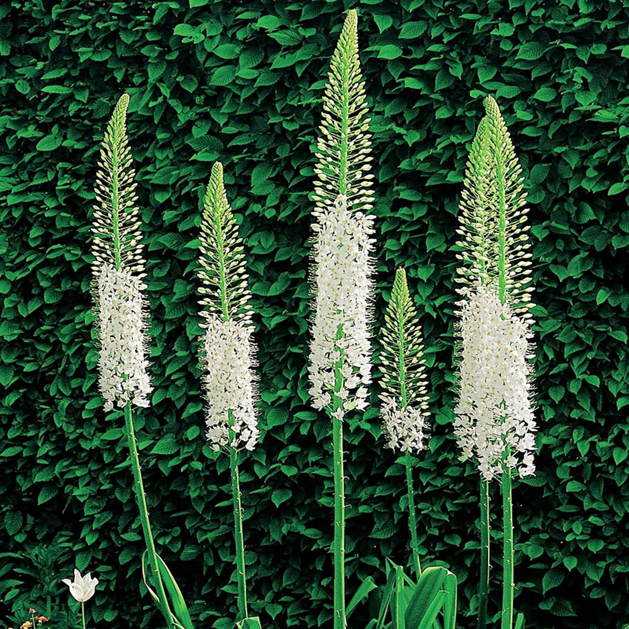 Benex Eremurus Pustynnik Himalajski Line Dance Himalaicus 1szt. Kłącza ...