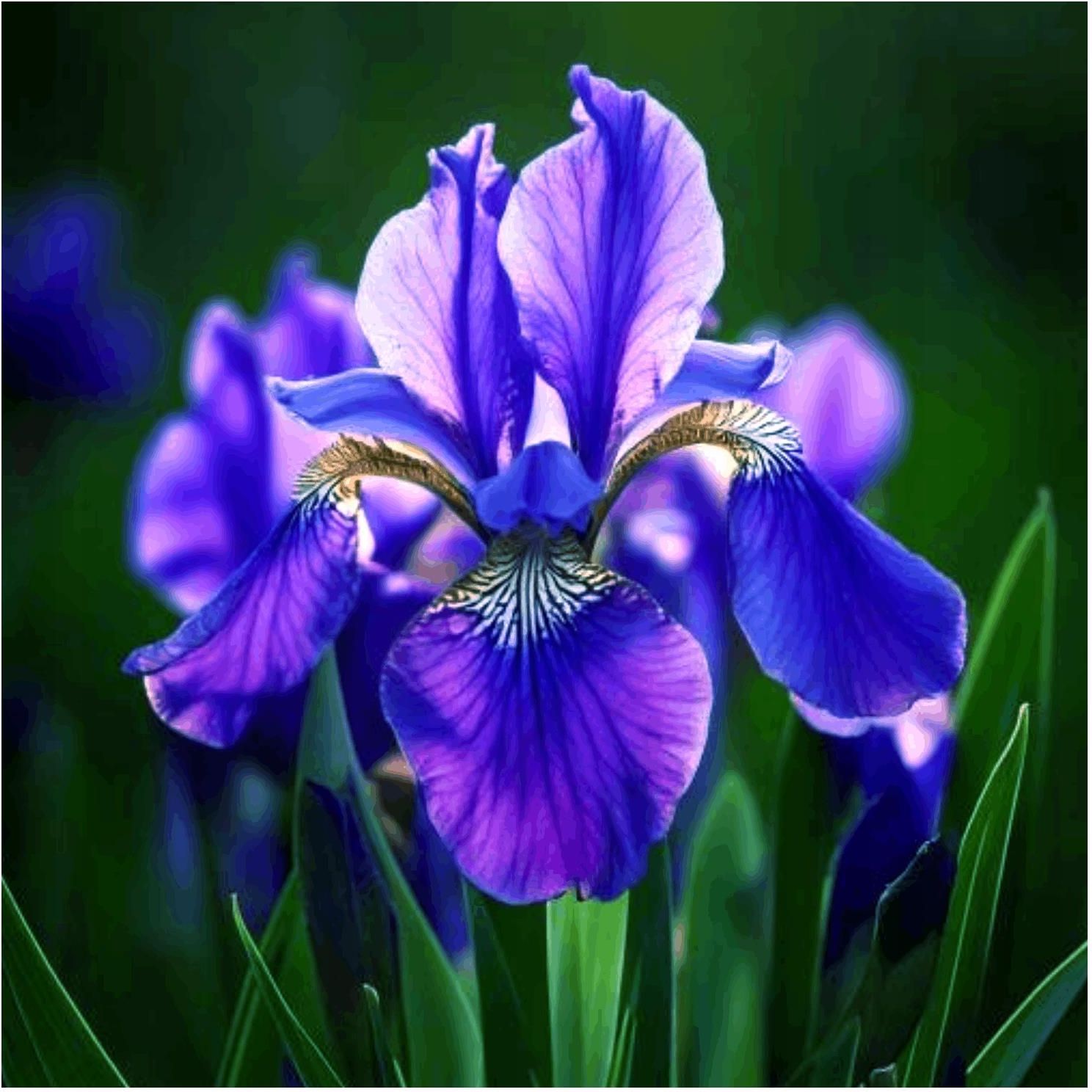 Coriander Irys Kosaciec Syberyjski Niebieski Caesar'S Brother Cebulki ...