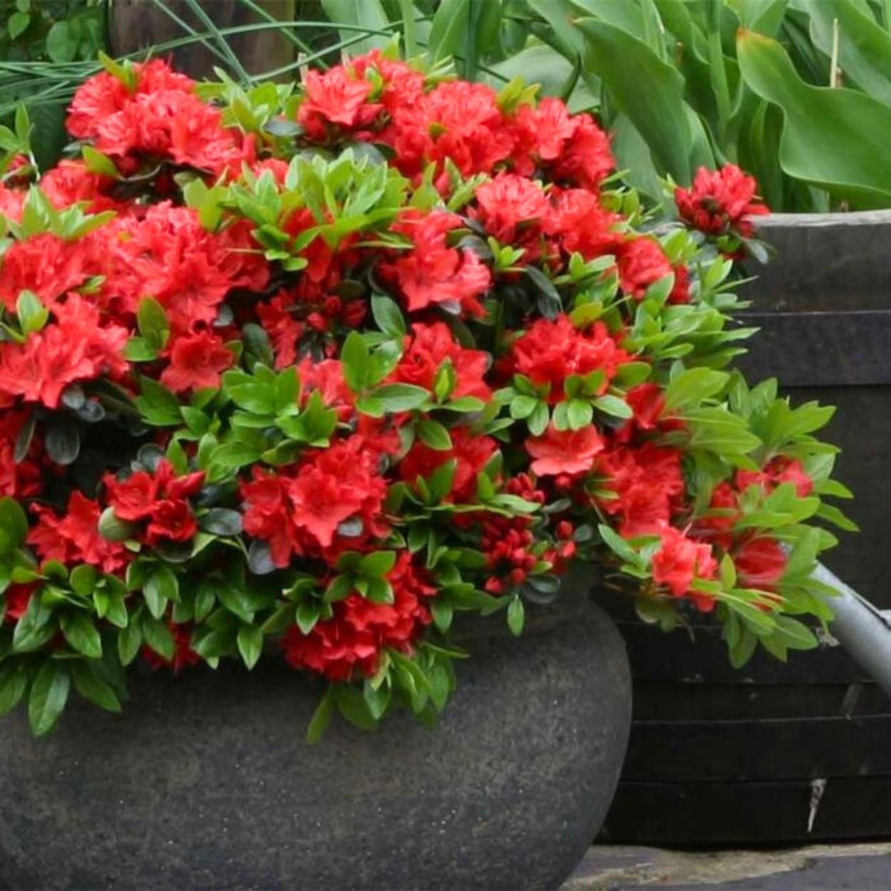 Azalia Japońska Geisha Orange Pomarańczowa Mrozoodporna Ładne Sadzonki ...