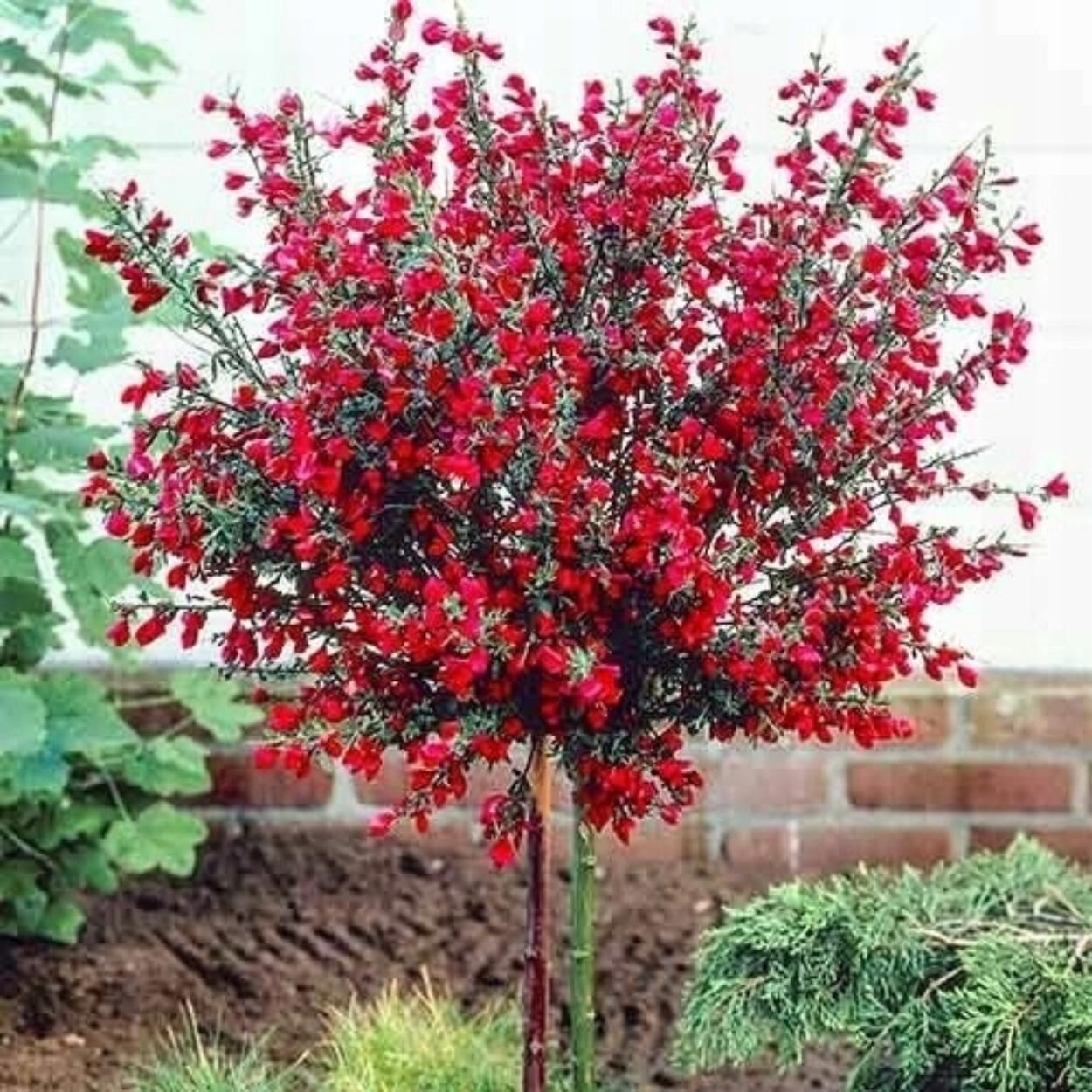 Żarnowiec Citisus Boskoop Ruby Czerwony Ozdobne Drzewko Na Pniu ...